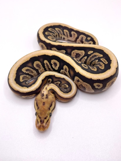 Cypress Fire Lace Spotnose Het Clown Ball Python by Always Evolving Pythons