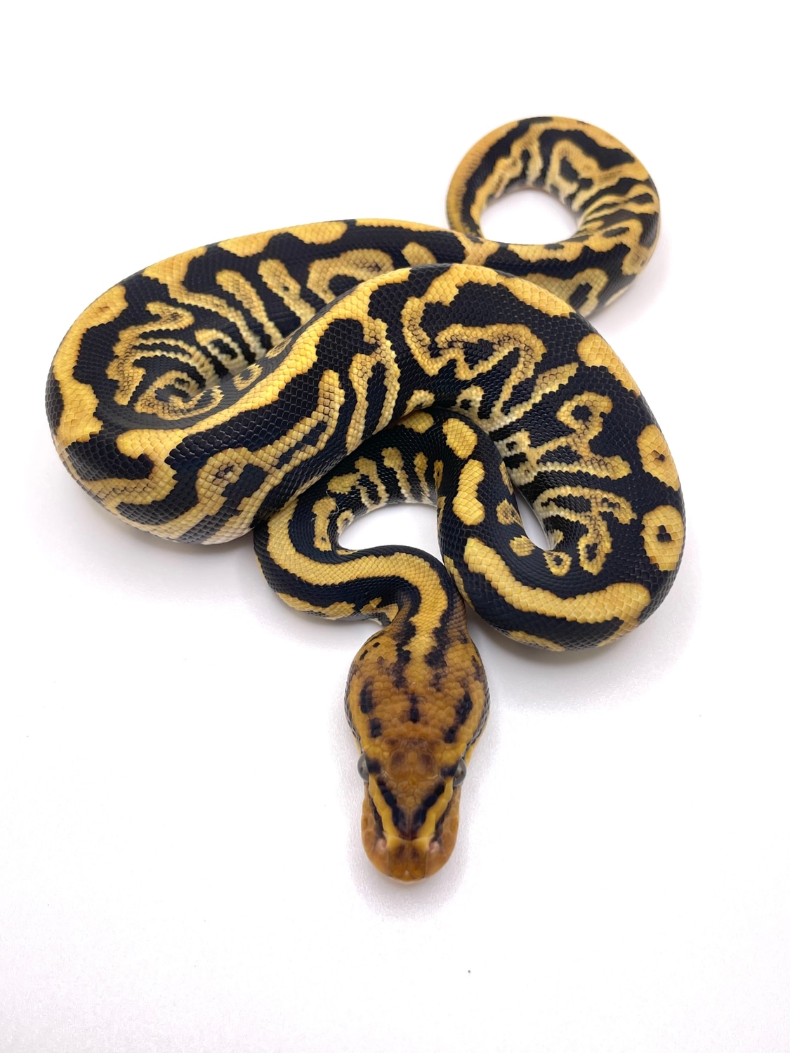 Cypress Spotnose Leopard Het Clown Ball Python by Always Evolving ...