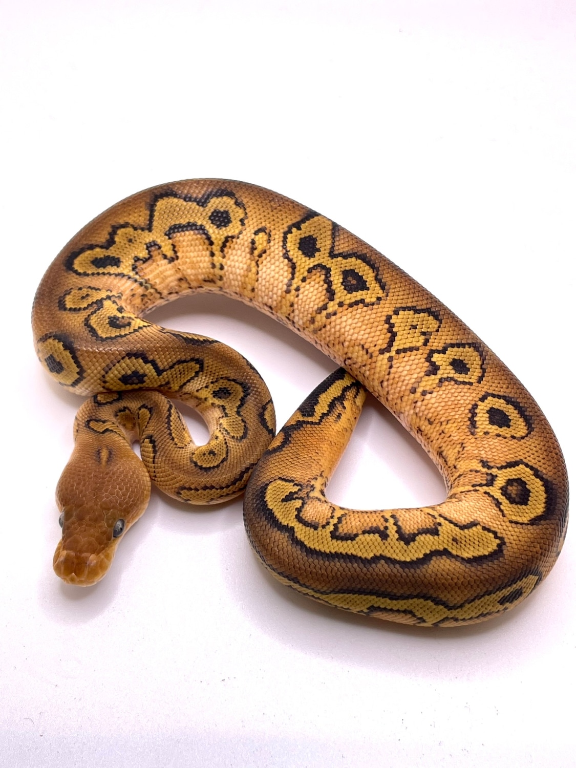 Yb Wookie Bongo Redstripe Clown Ball Python by Always Evolving Pythons ...