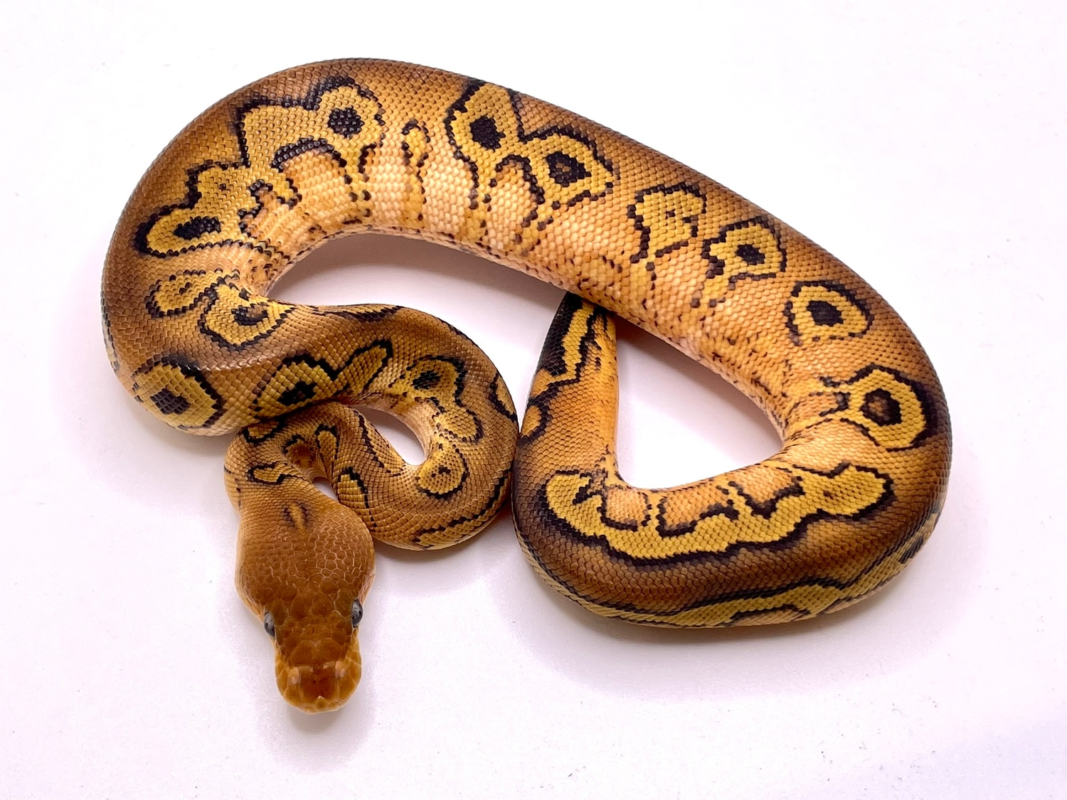 Yb Wookie Bongo Redstripe Clown Ball Python by Always Evolving Pythons ...