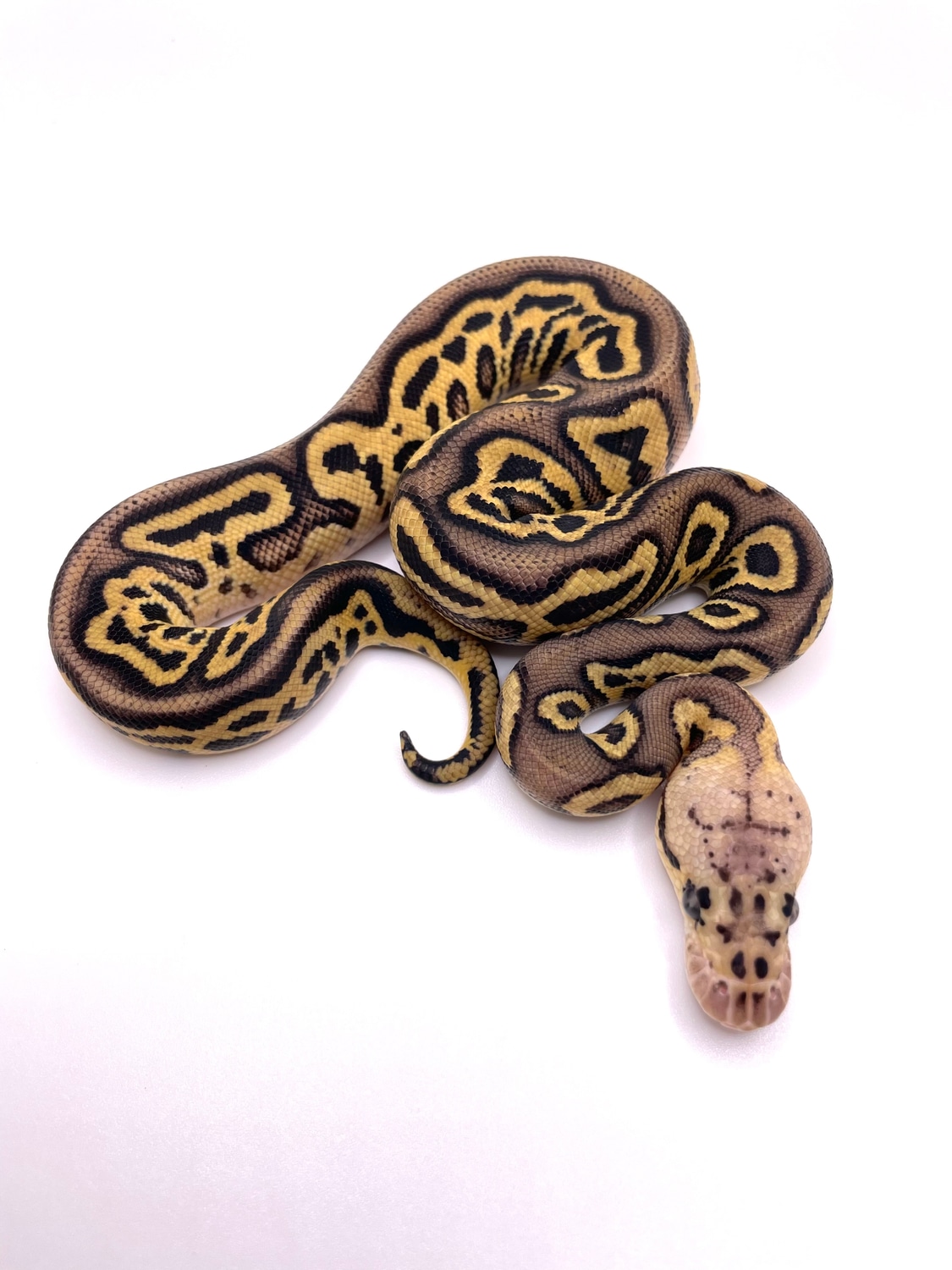 Pastel Cypress Leopard Het Clown Ball Python by Always Evolving Pythons ...