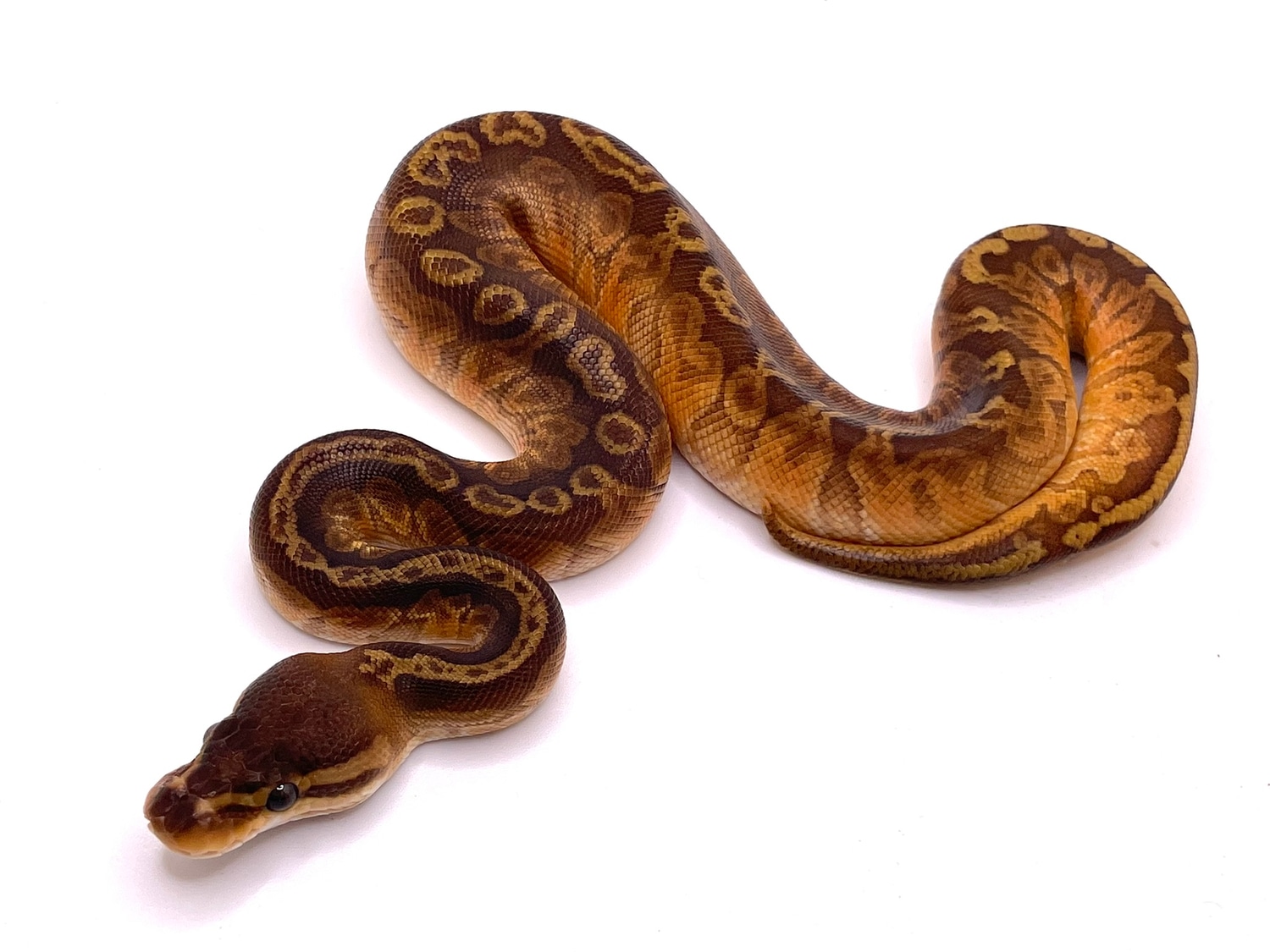 Sunset Het Clown Ball Python by Always Evolving Pythons - MorphMarket