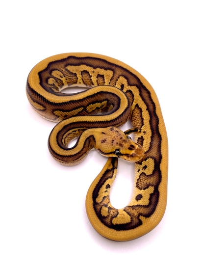 Cypress Redstripe Leopard Vanilla Het Clown Ball Python by Always ...