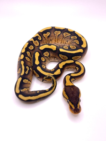 Yb Special Wookie Het Clown Ball Python by Always Evolving Pythons
