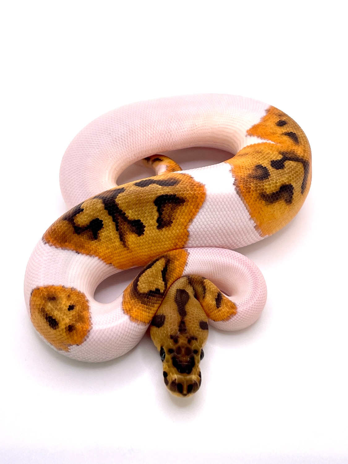 Od Clown Pied Ball Python by Always Evolving Pythons - MorphMarket