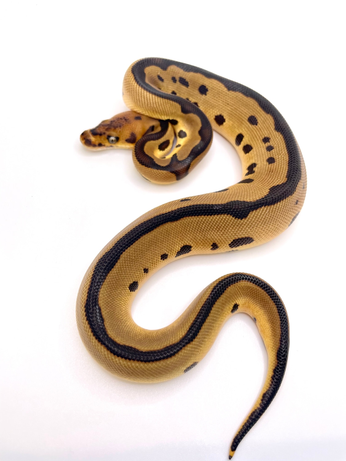 Od Leopard Clown Het Pied Ball Python by Always Evolving Pythons ...