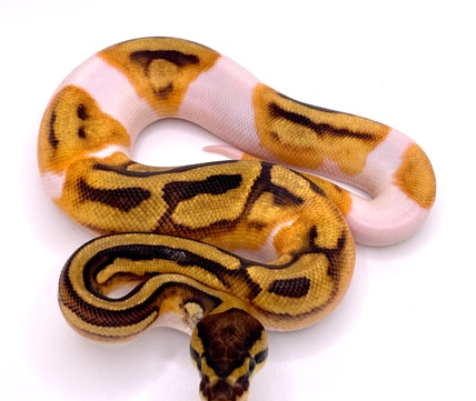 Ghi Spotnose Yb Clown Ball Python by Always Evolving Pythons - MorphMarket