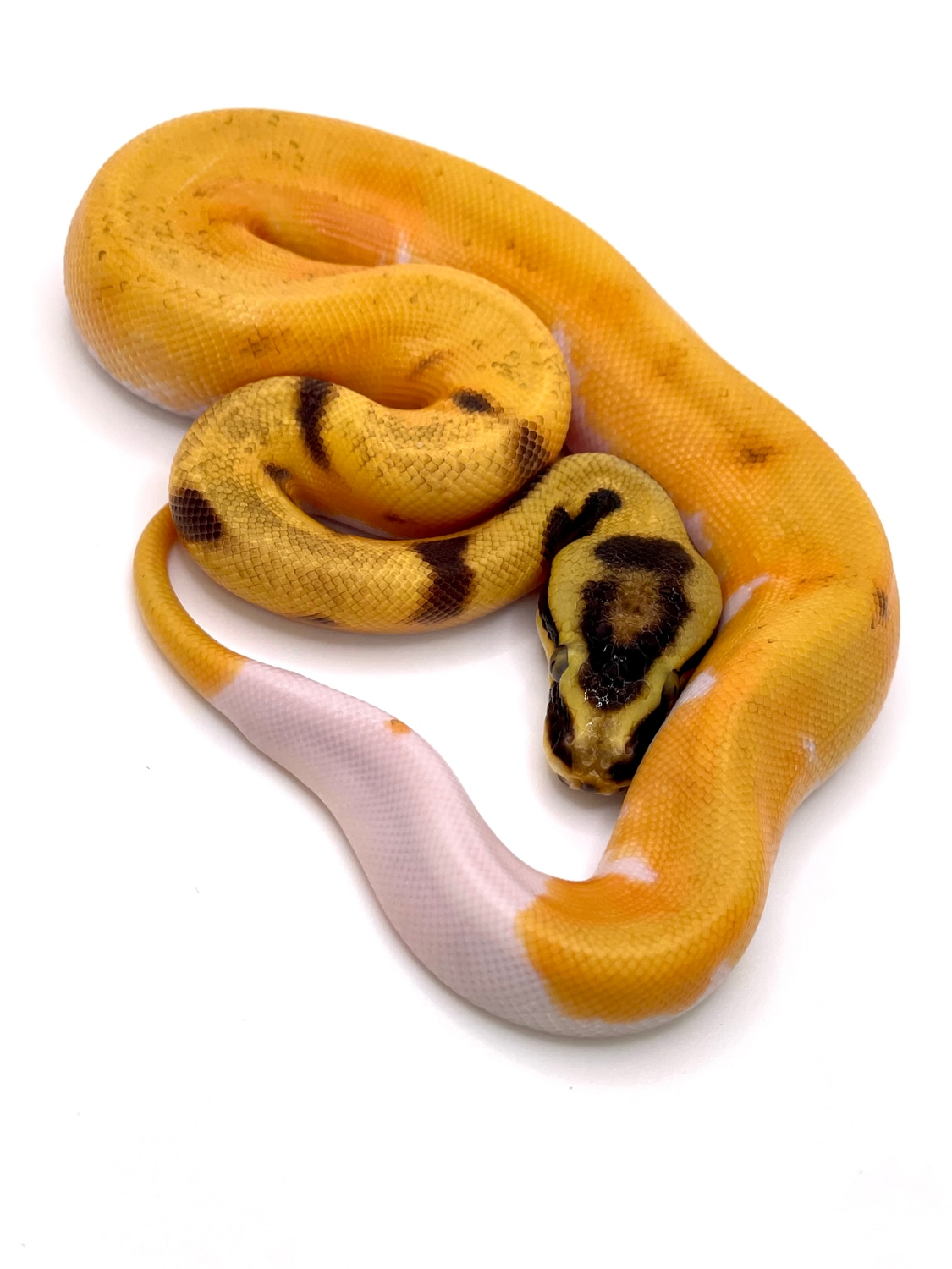 Super Enchi Od Yb Pied Het Clown Poss Super Od Ball Python by Always ...