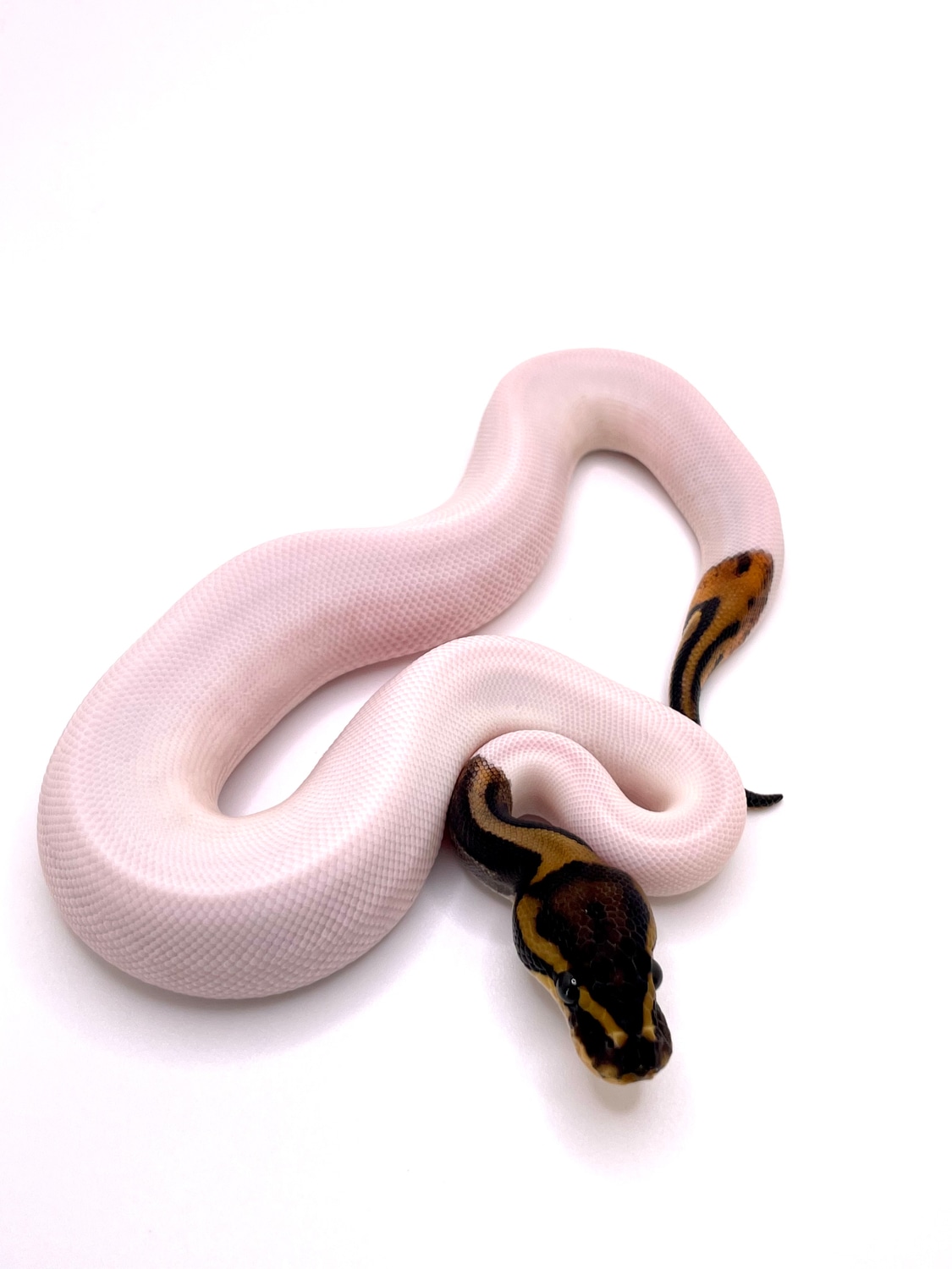 Pied DH Dg Hypo Ball Python by Always Evolving Pythons - MorphMarket
