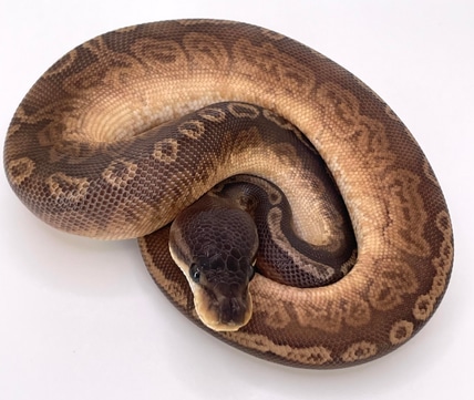 Black Pastel Sunset 50% Het Dg Ball Python by Always Evolving Pythons ...