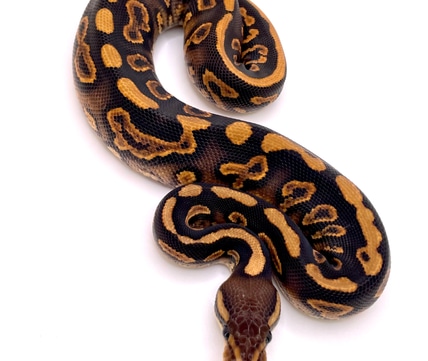 Sunset Clown Ball Python by Always Evolving Pythons - MorphMarket