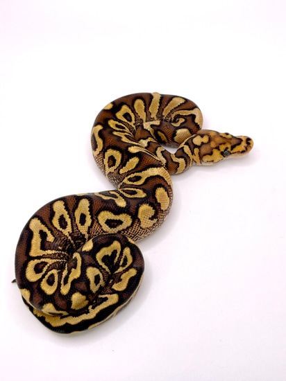 Spotnose Ghi Redstripe Yb Clown Ball Python by Always Evolving Pythons