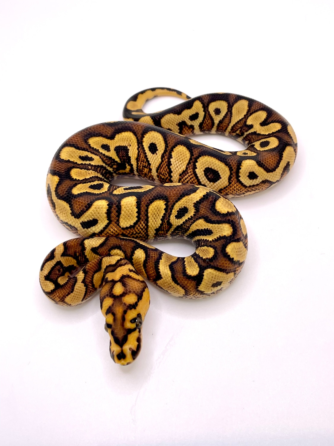 Ghi Spotnose Yb Clown Ball Python by Always Evolving Pythons - MorphMarket
