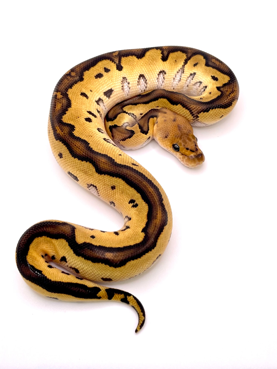 Mystic Redhead Clown Ball Python by Always Evolving Pythons - MorphMarket