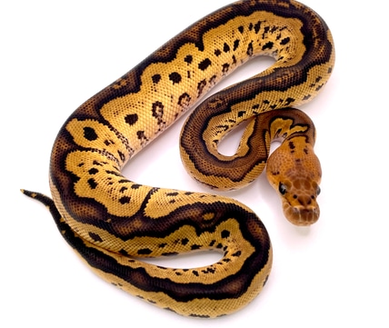 Spotnose Lesser Lace Yb Het Clown Ball Python by Always Evolving ...