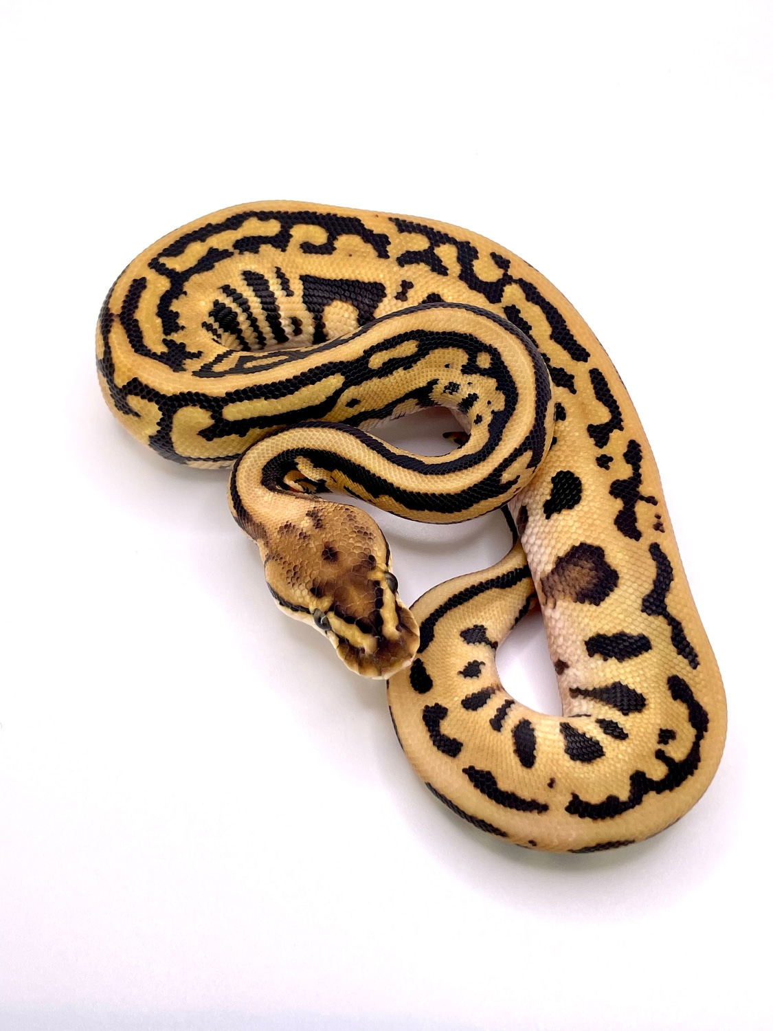 Spotnose Leopard Redhead Het Clown Ball Python by Always Evolving ...