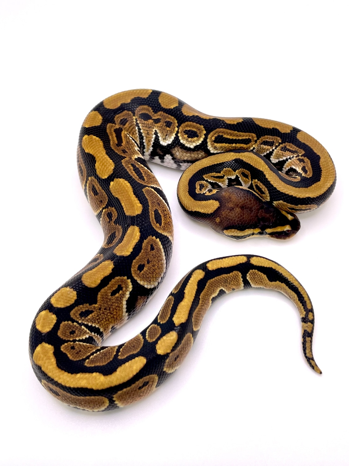 Redhead Het Clown Ball Python by Always Evolving Pythons - MorphMarket