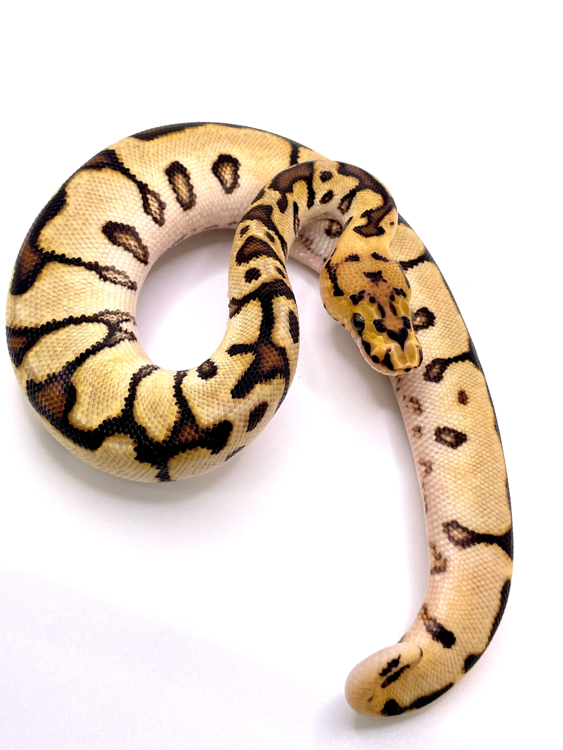 Spotnose Enchi Redhead Clown Ball Python by Always Evolving Pythons ...