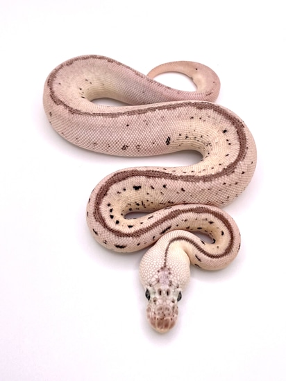 Pastel Redhead Batman Ball Python by Always Evolving Pythons