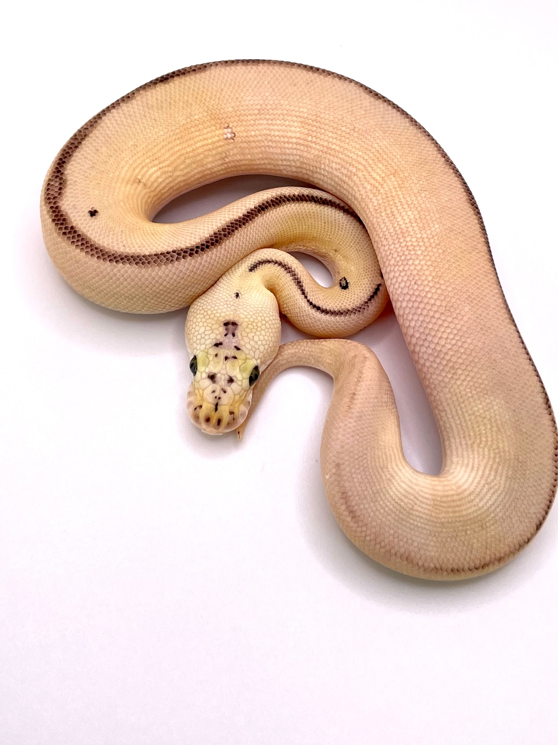 Enchi Redhead Batman Ball Python by Always Evolving Pythons - MorphMarket