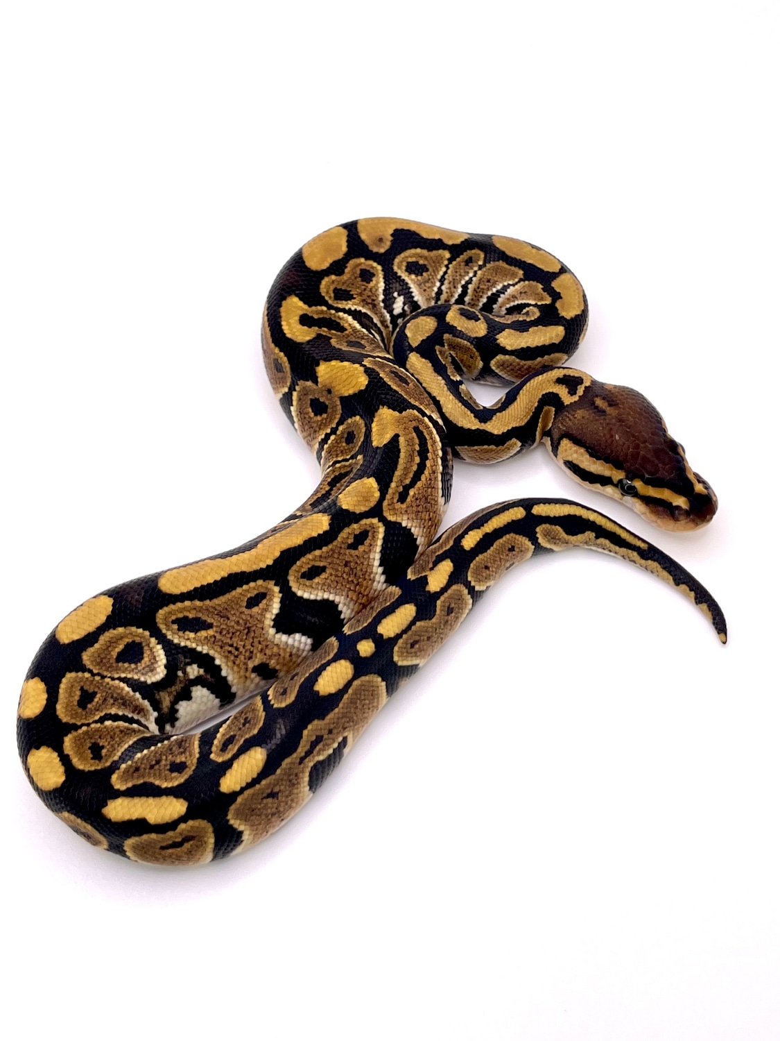 Redhead Het Clown Ball Python by Always Evolving Pythons - MorphMarket