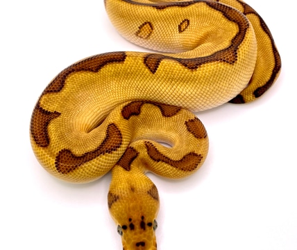 Cypress Redstripe Yb Het Clown Ball Python by Always Evolving Pythons ...