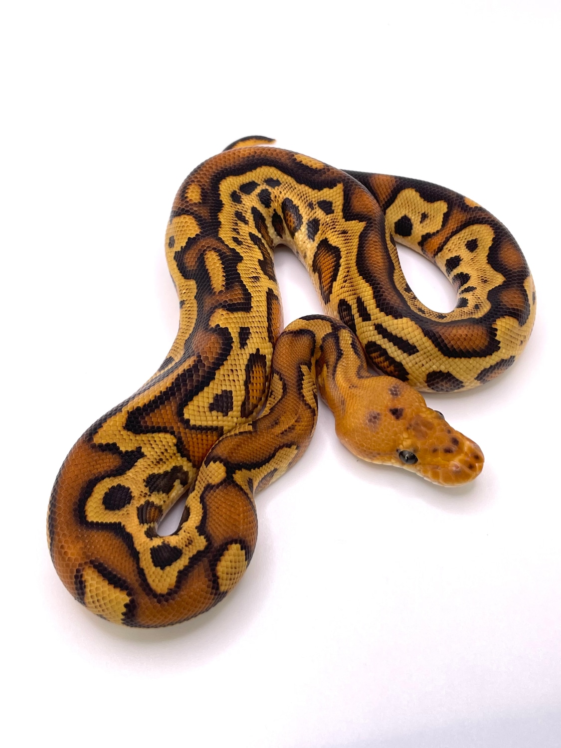 Fire Cypress Leopard Clown Ball Python by Always Evolving Pythons ...