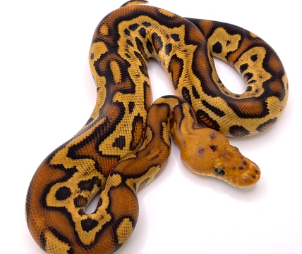 Cypress Redstripe Yb Het Clown Het Cryptic Ball Python by Always ...