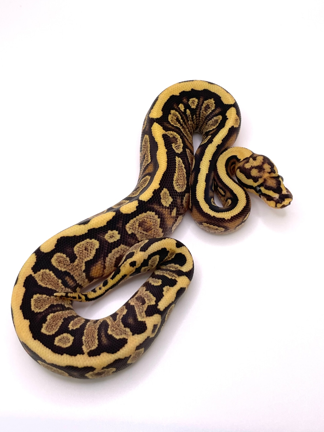 Spotnose Fire Lace Yb Het Clown Ball Python by Always Evolving Pythons ...