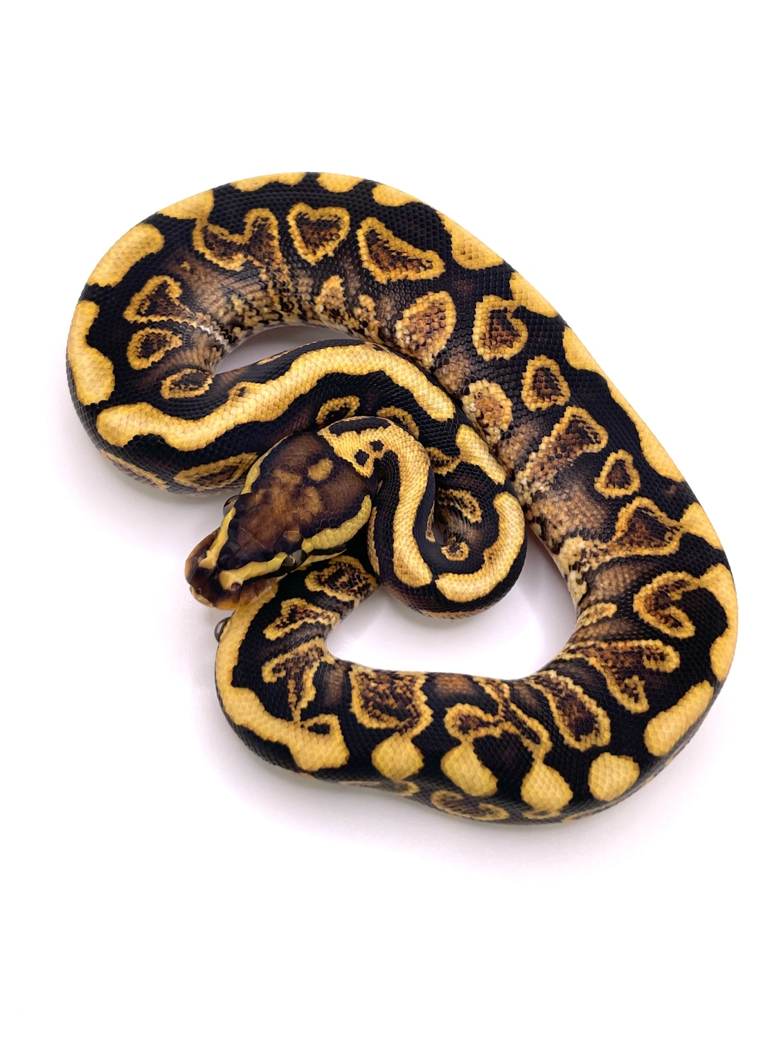 Spotnose Yb Ghi Het Clown Ball Python by Always Evolving Pythons - MorphMarket