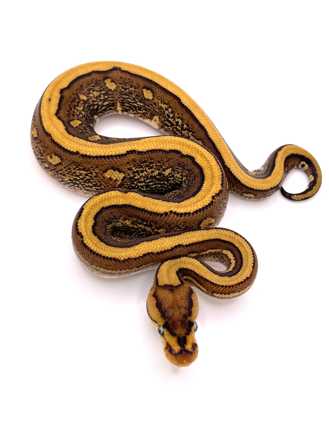 Cypress Redstripe Yb Het Clown Ball Python by Always Evolving Pythons ...
