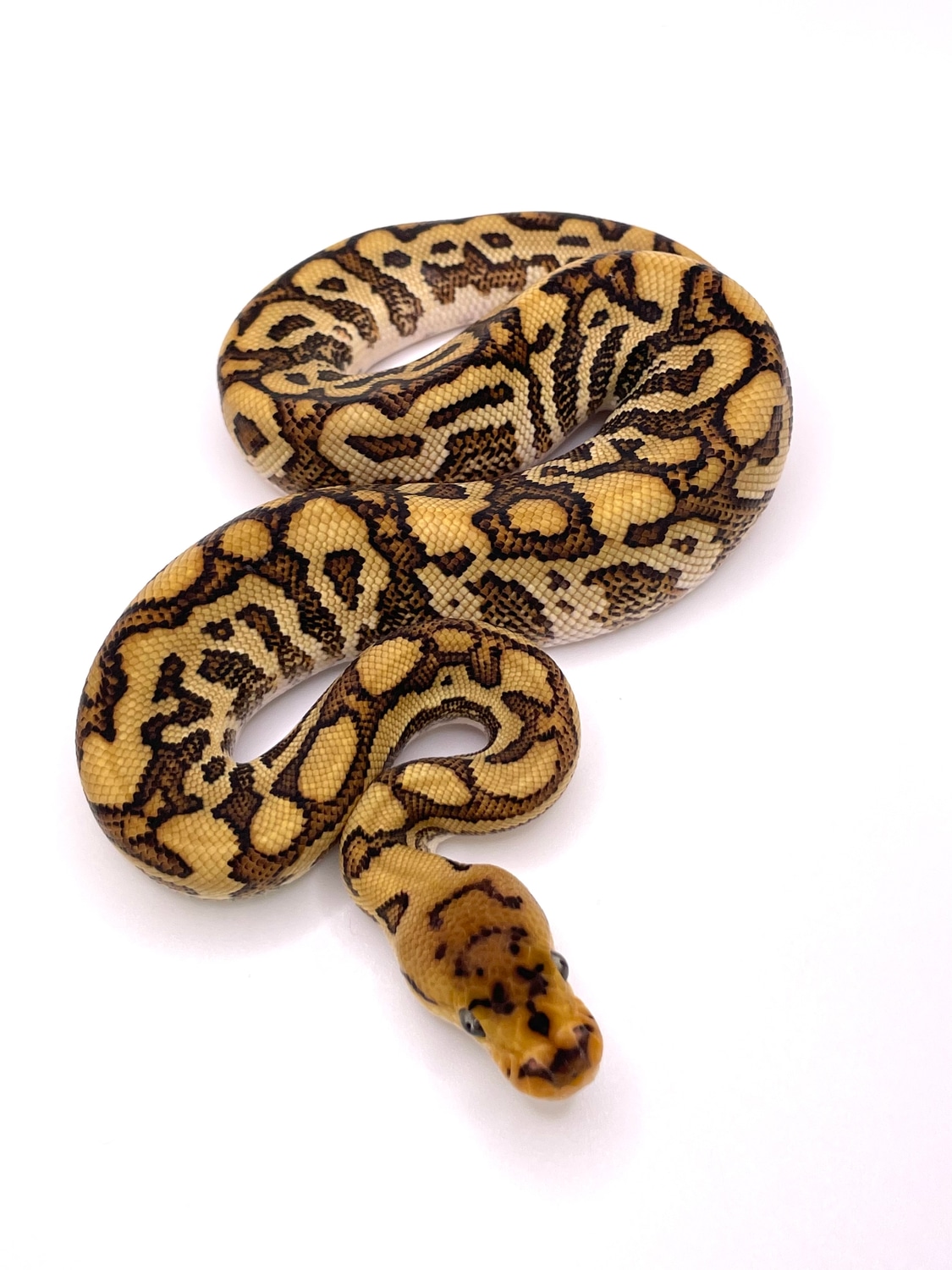 Cypress Redstripe Yb Het Clown Het Cryptic Ball Python by Always ...