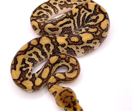 Black Pastel Sunset 50% Het Dg Ball Python by Always Evolving Pythons - MorphMarket
