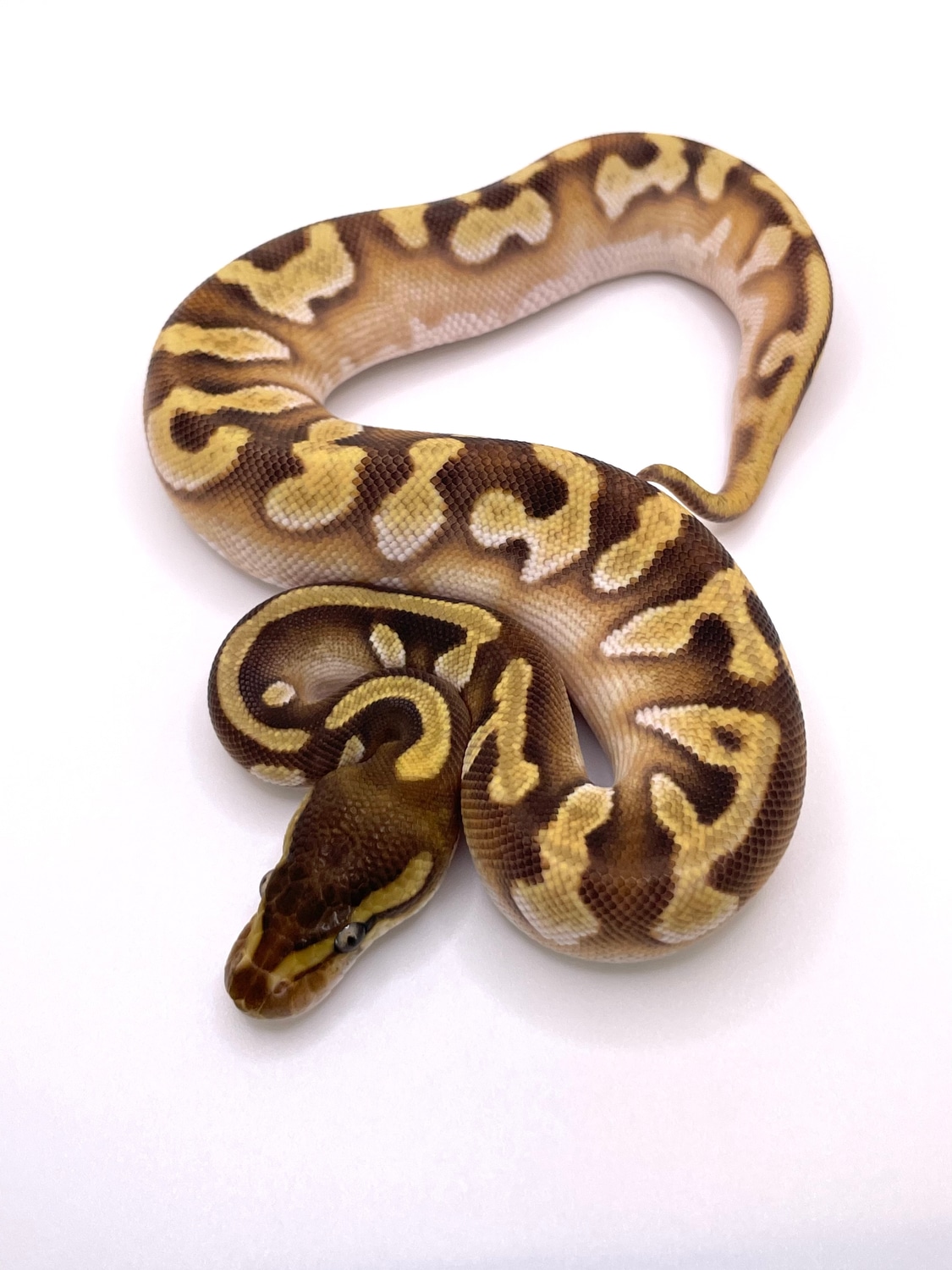 Chocolate Mojave Ghi Od Het Pied Ball Python by Always Evolving Pythons ...