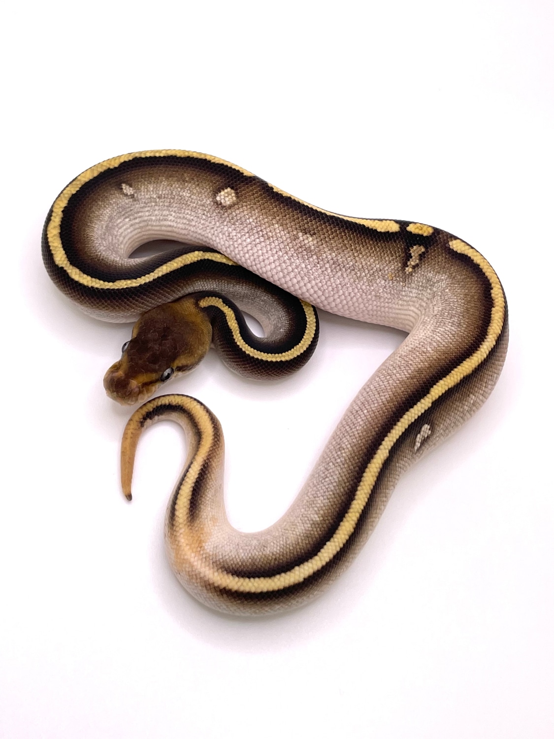 Chocolate Ghi Mojave Yb Het Pied Ball Python by Always Evolving Pythons ...