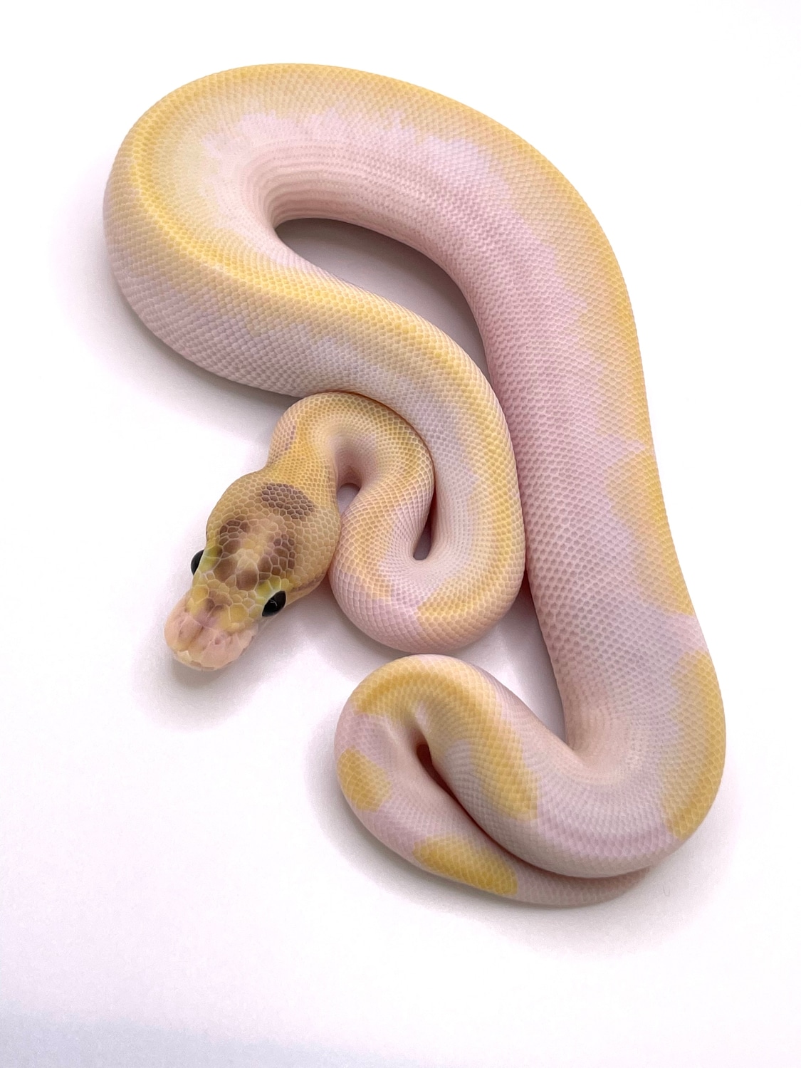 Enchi Ivory Pied Ball Python by Always Evolving Pythons - MorphMarket