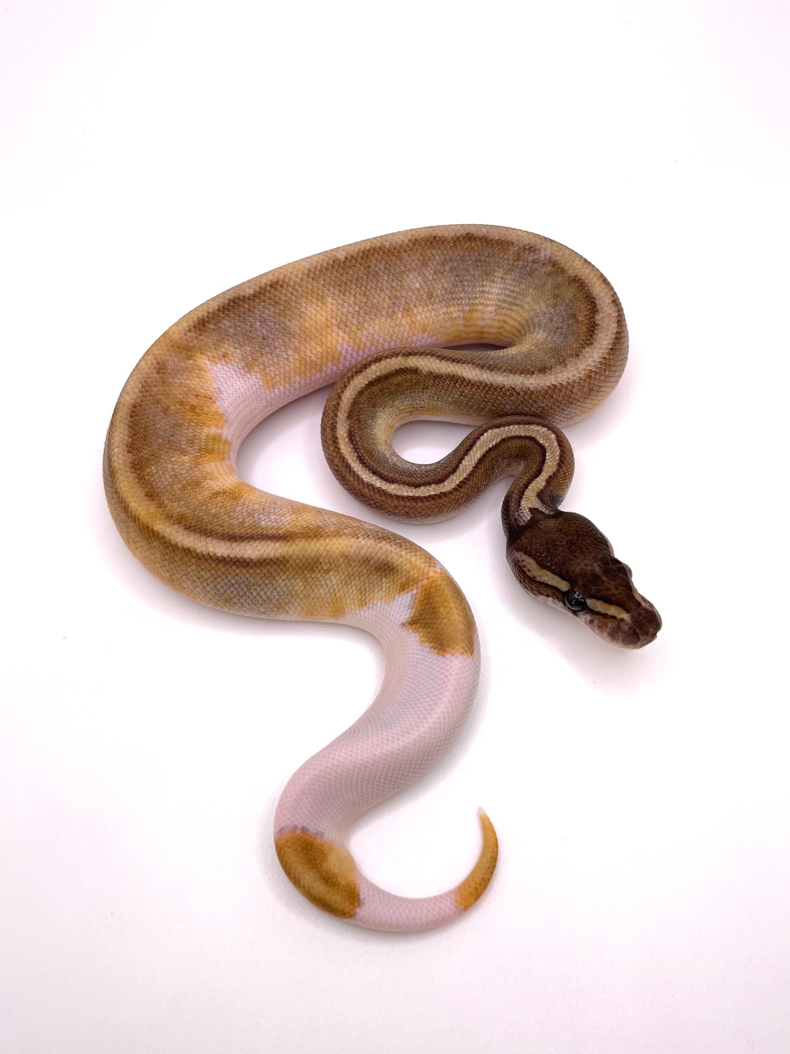 Od Yb Enchi Mojave Pied Ball Python by Always Evolving Pythons ...