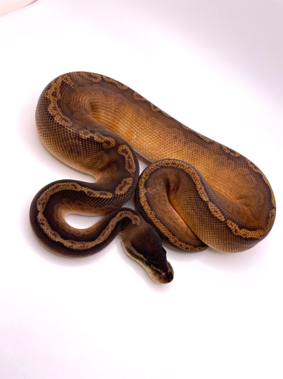 Black Pastel Yb Sunset 50% Het Dg Ball Python by Always Evolving Pythons