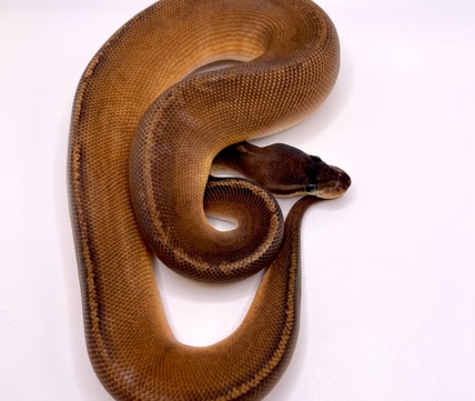 Always Evolving Pythons - MorphMarket