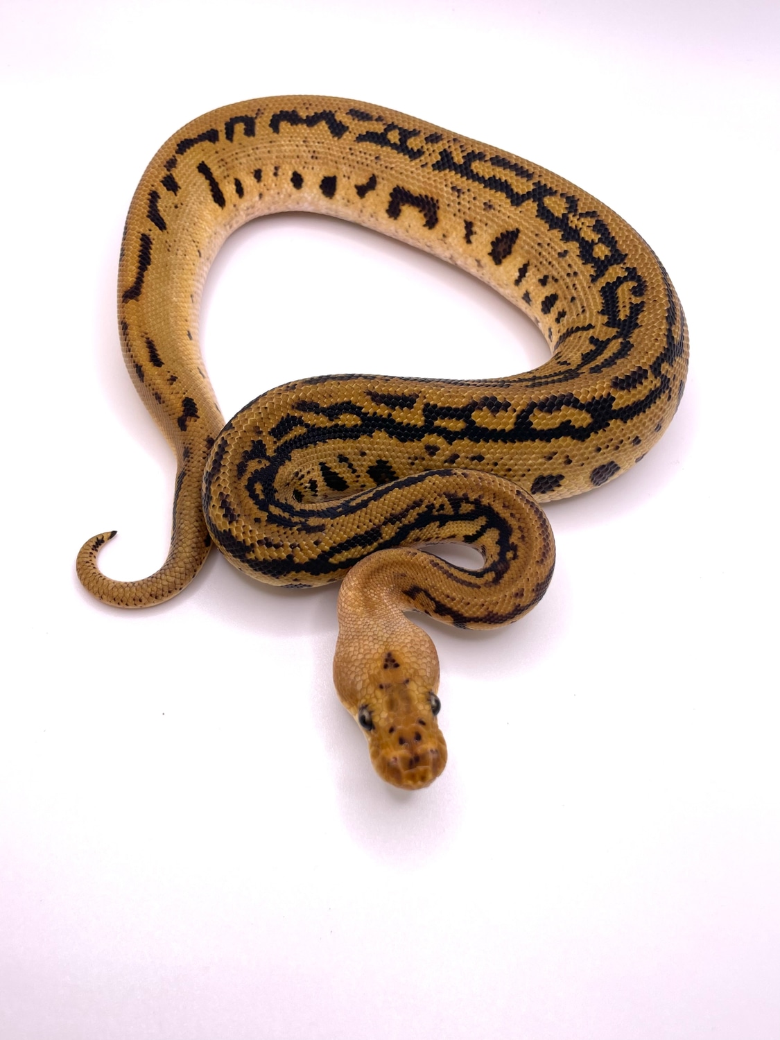 Redhead Batman Poss Red Stripe Ball Python by Always Evolving Pythons ...