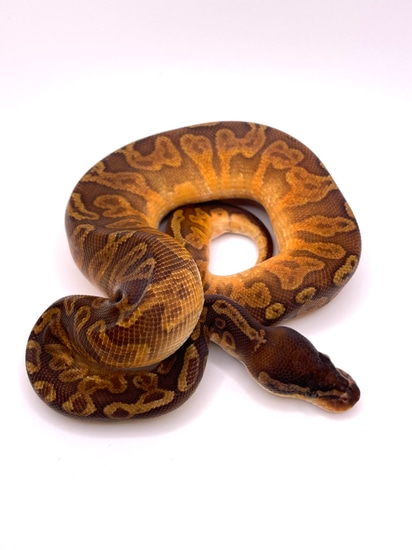 Sunset 66% Het Dg 0.2 66% DH Sunset Dg Ball Python by Always Evolving Pythons