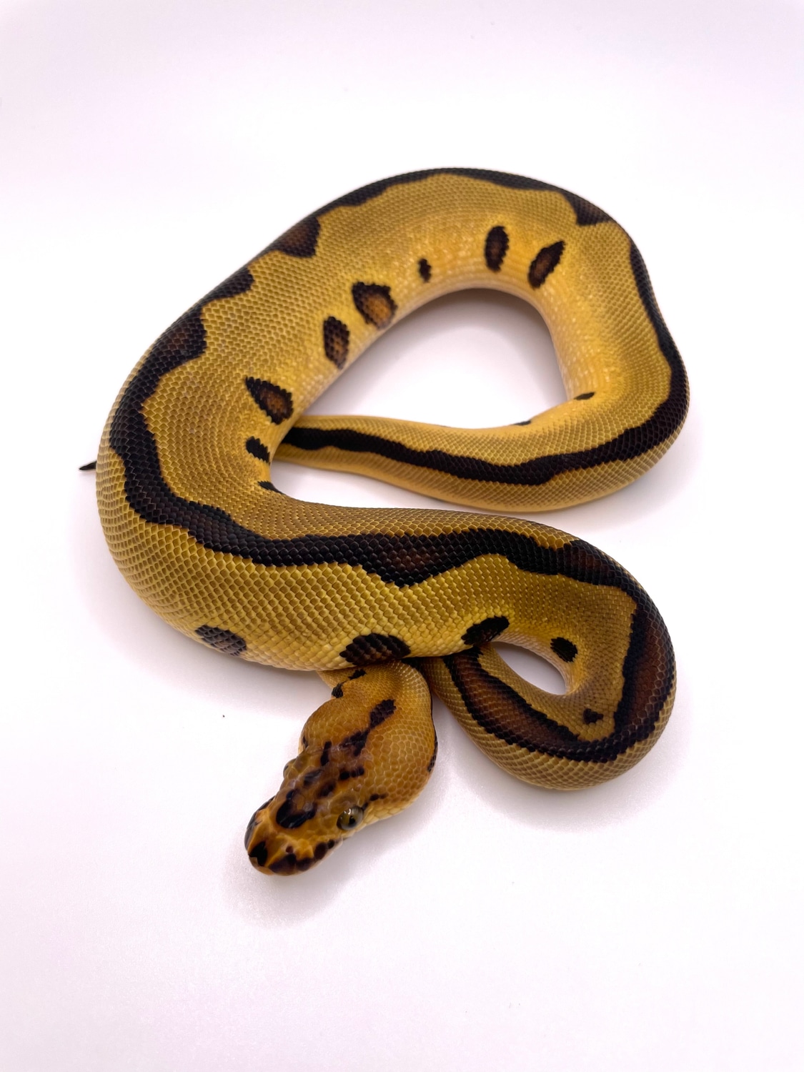 Leopard Yb Clown Ball Python by Always Evolving Pythons - MorphMarket