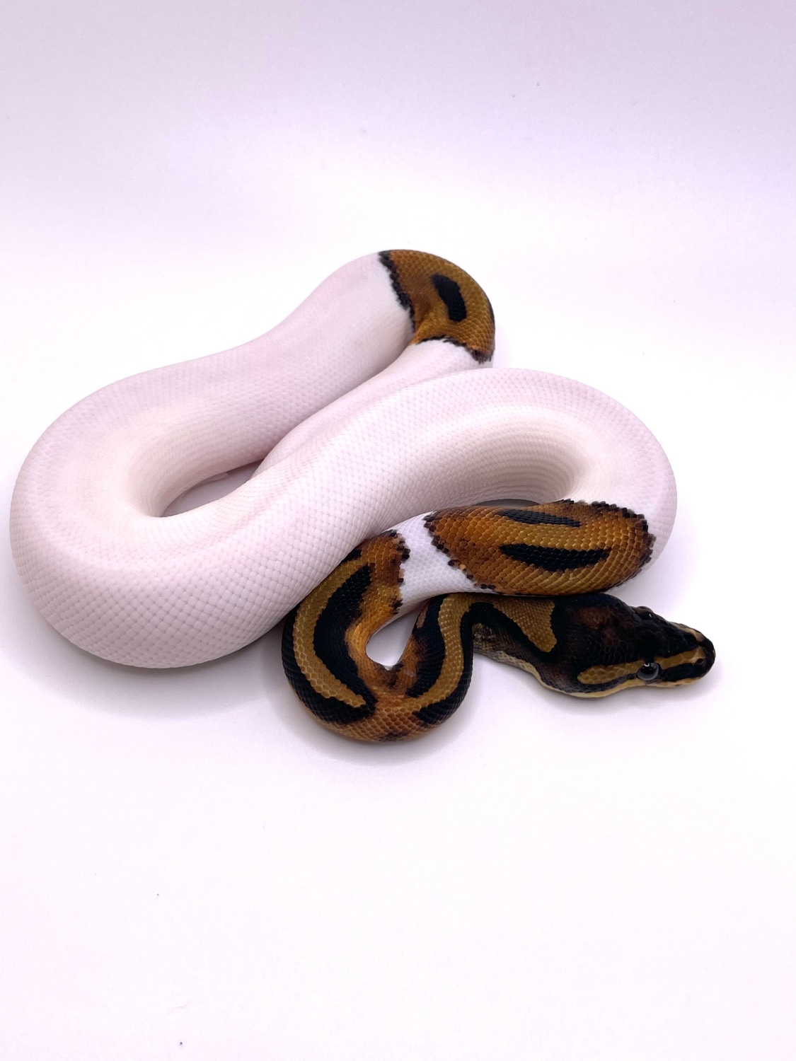 Pied Het Dg Ball Python by Always Evolving Pythons - MorphMarket