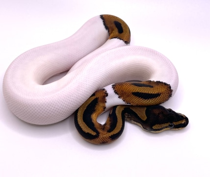 Black Pastel Sunset 50% Het Dg Ball Python by Always Evolving Pythons ...
