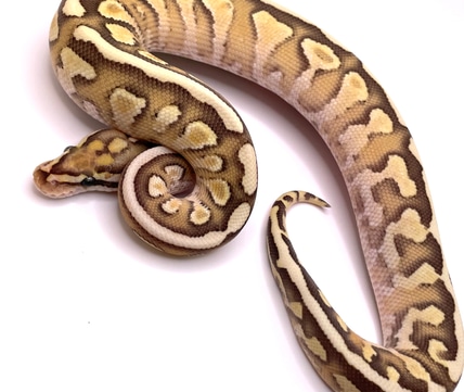 Sunset Clown Ball Python by Always Evolving Pythons - MorphMarket