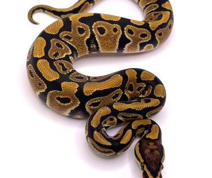 Black Pastel Hypo Clown 50% Het Dg Ball Python by Always Evolving ...