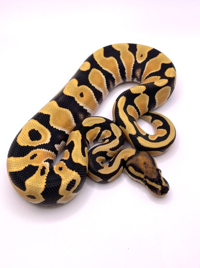 Od Dg DH Hypo Clown Ball Python by Always Evolving Pythons