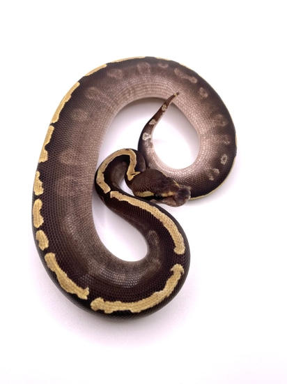 Ghi Mojave Yb DH Hypo Dg Ball Python by Always Evolving Pythons