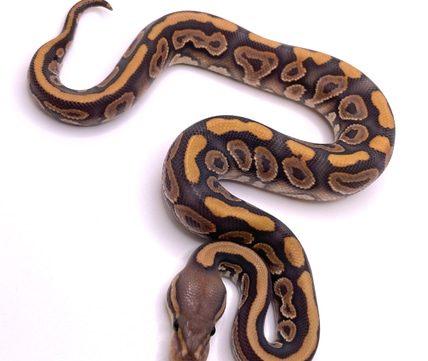 Black Pastel Sunset 50% Het Dg Ball Python by Always Evolving Pythons ...