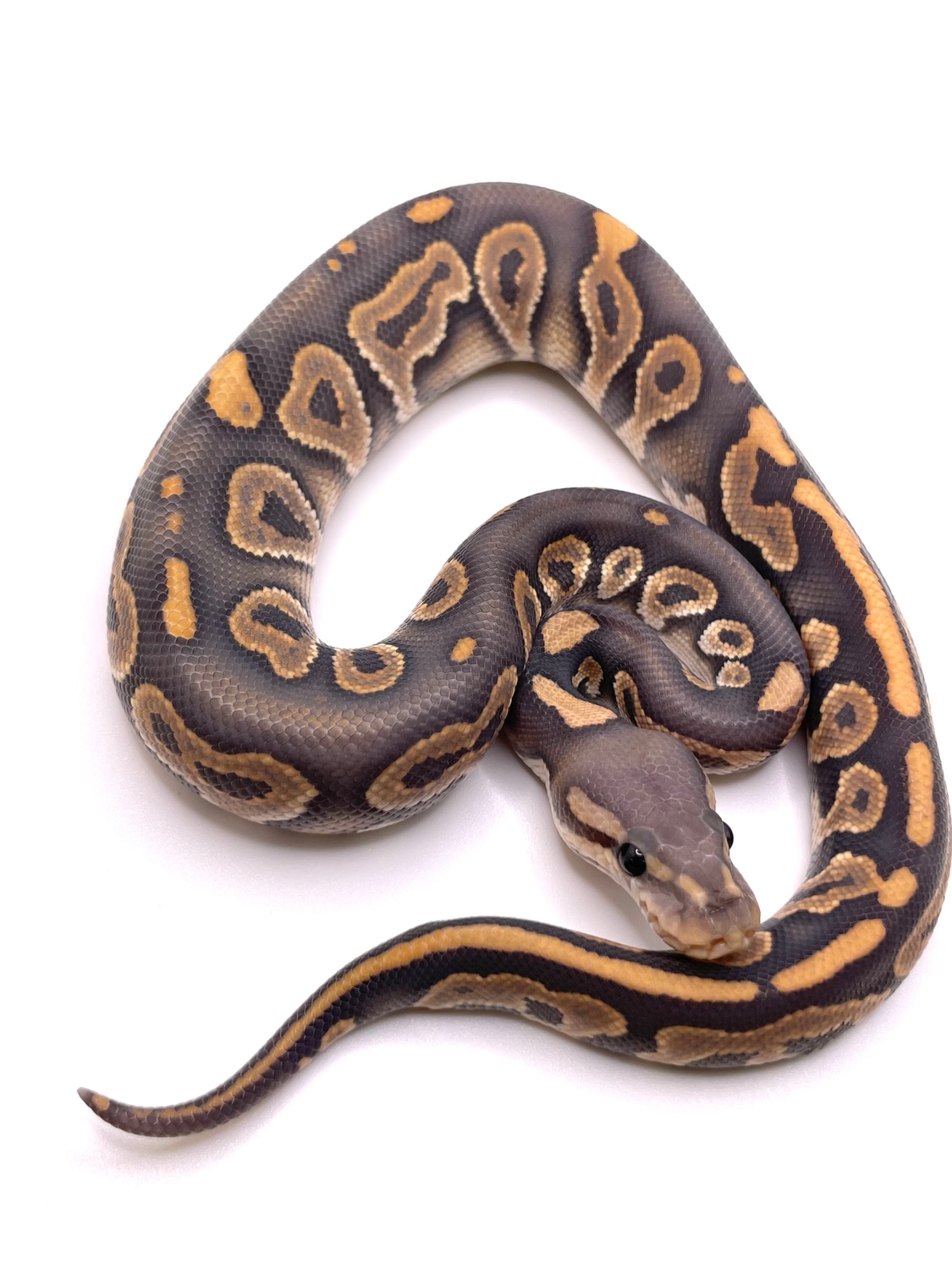 Black Pastel Chocolate Hypo DH Dg Clown Ball Python by Always Evolving ...